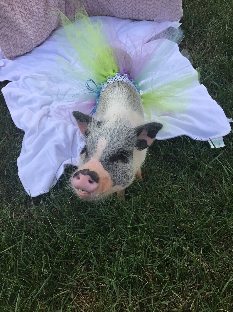 2-Tier Tutu with Ribbon Mini Pig Clothes | Etsy