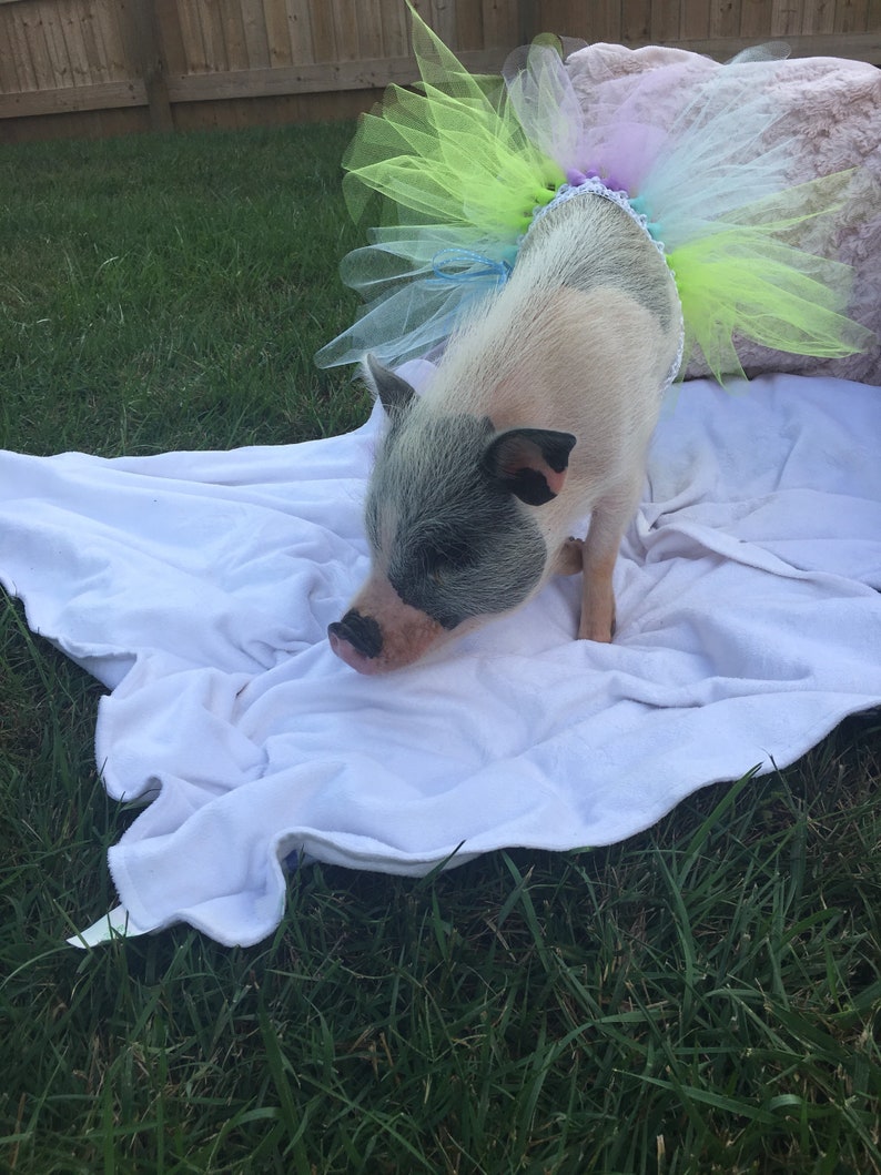 2-Tier Tutu with Ribbon Mini Pig Clothes | Etsy