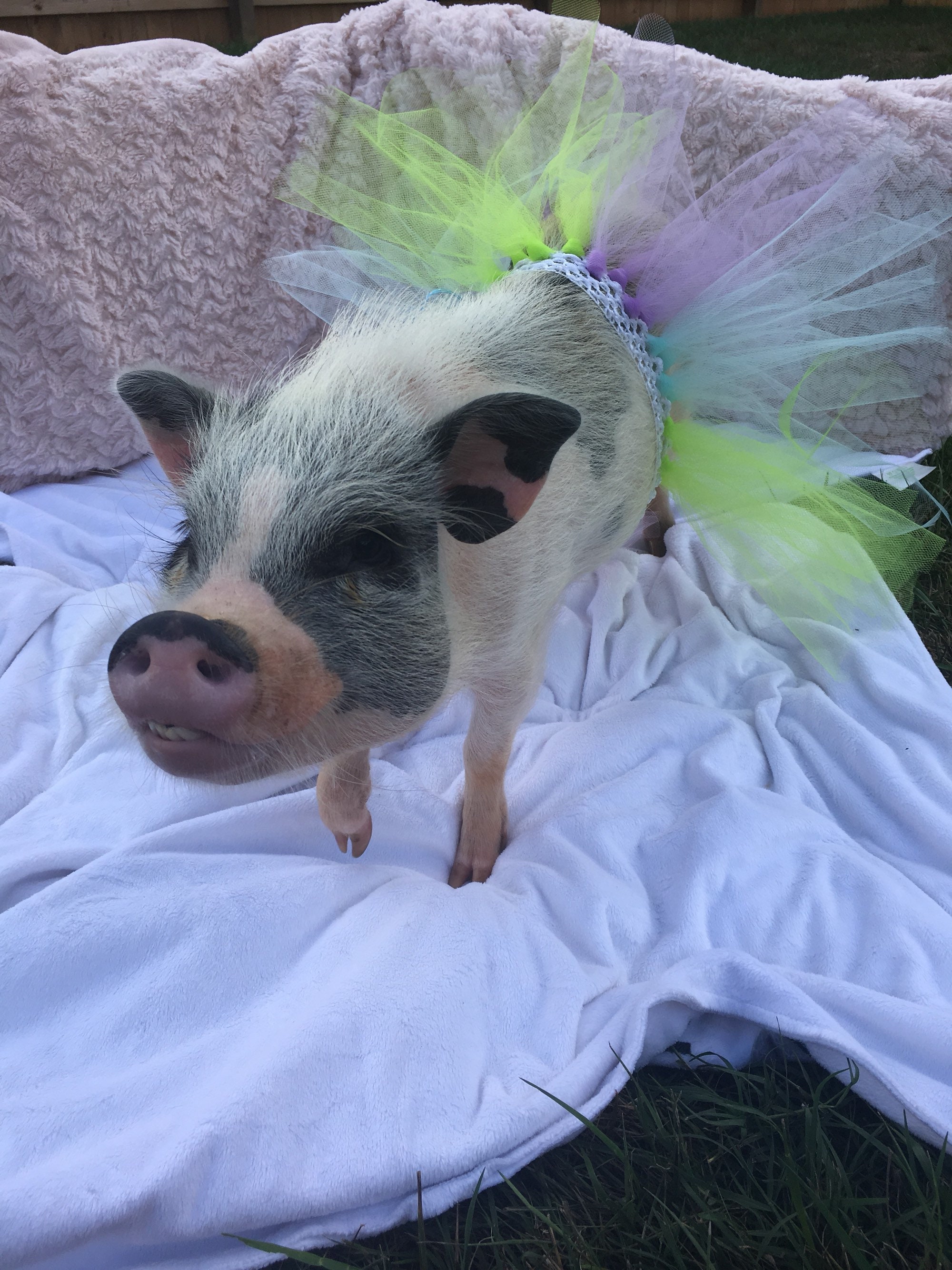 Cute Teacup Pig In Tutus