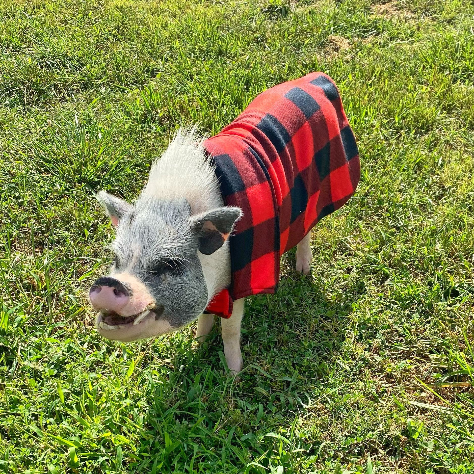 Baby Pigs In Sweaters