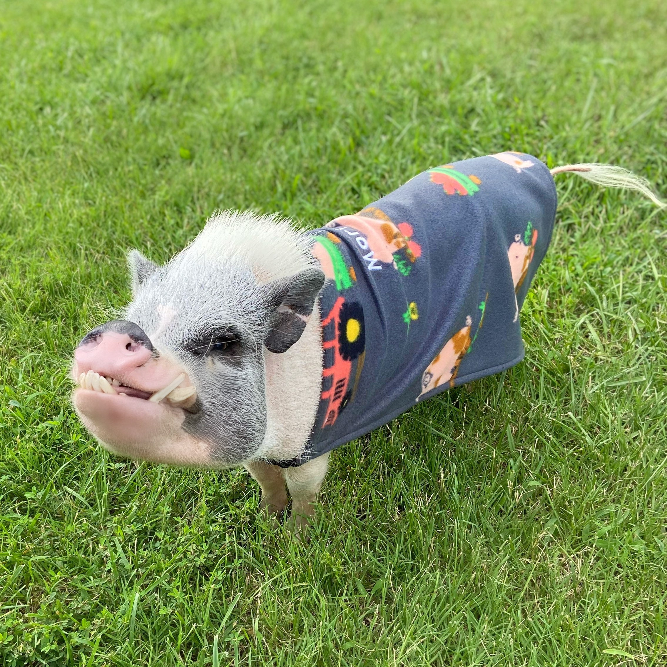 Baby Pigs In Sweaters