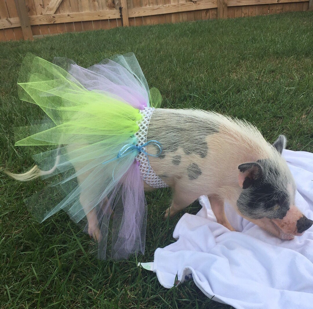 2-tier Tutu With Ribbon Mini Pig Clothes Clothing for Pot - Etsy