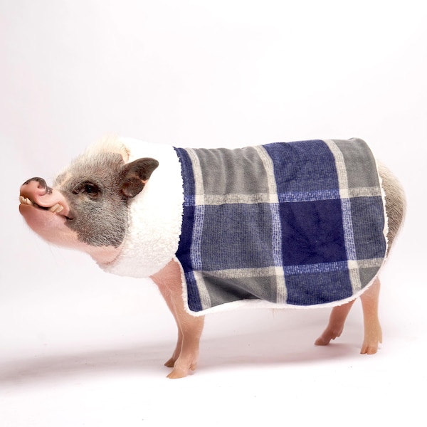 Mini Pig Clothes - Etsy