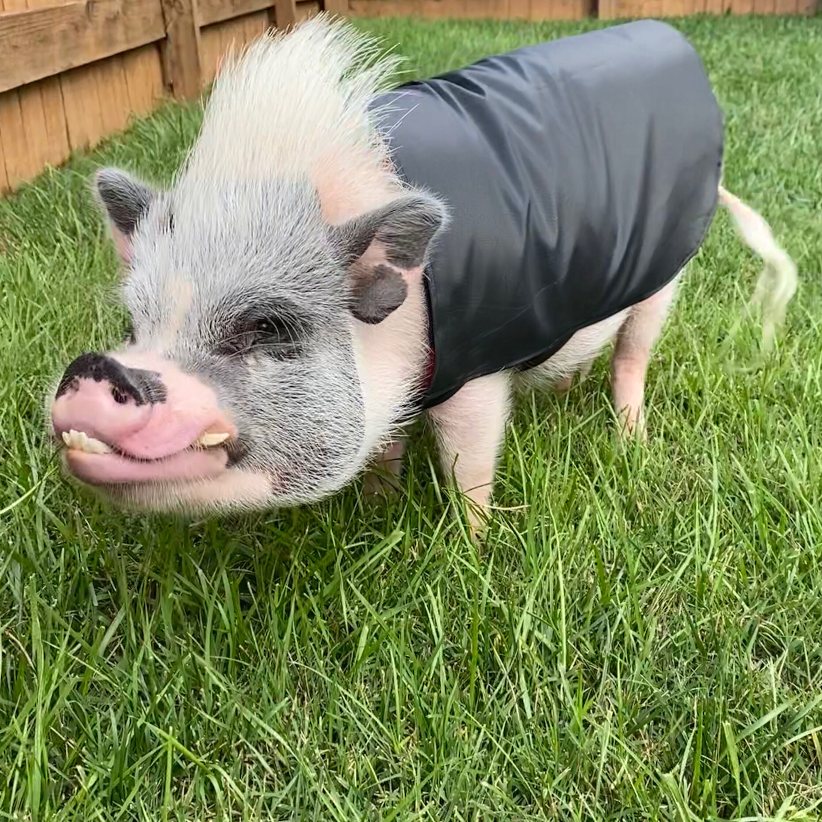 Pig In Raincoat