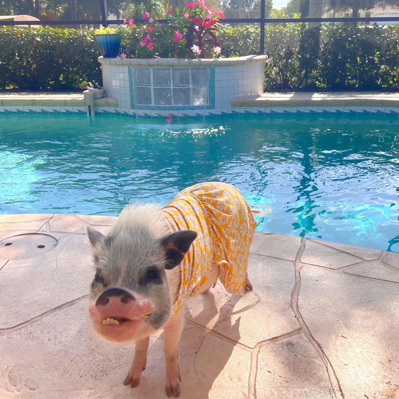Summer Sun Strap Dress Mini Pig Clothes to Prevent Sunburn on | Etsy