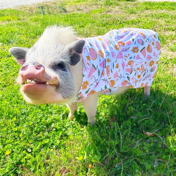 Baby Pig In Clothes