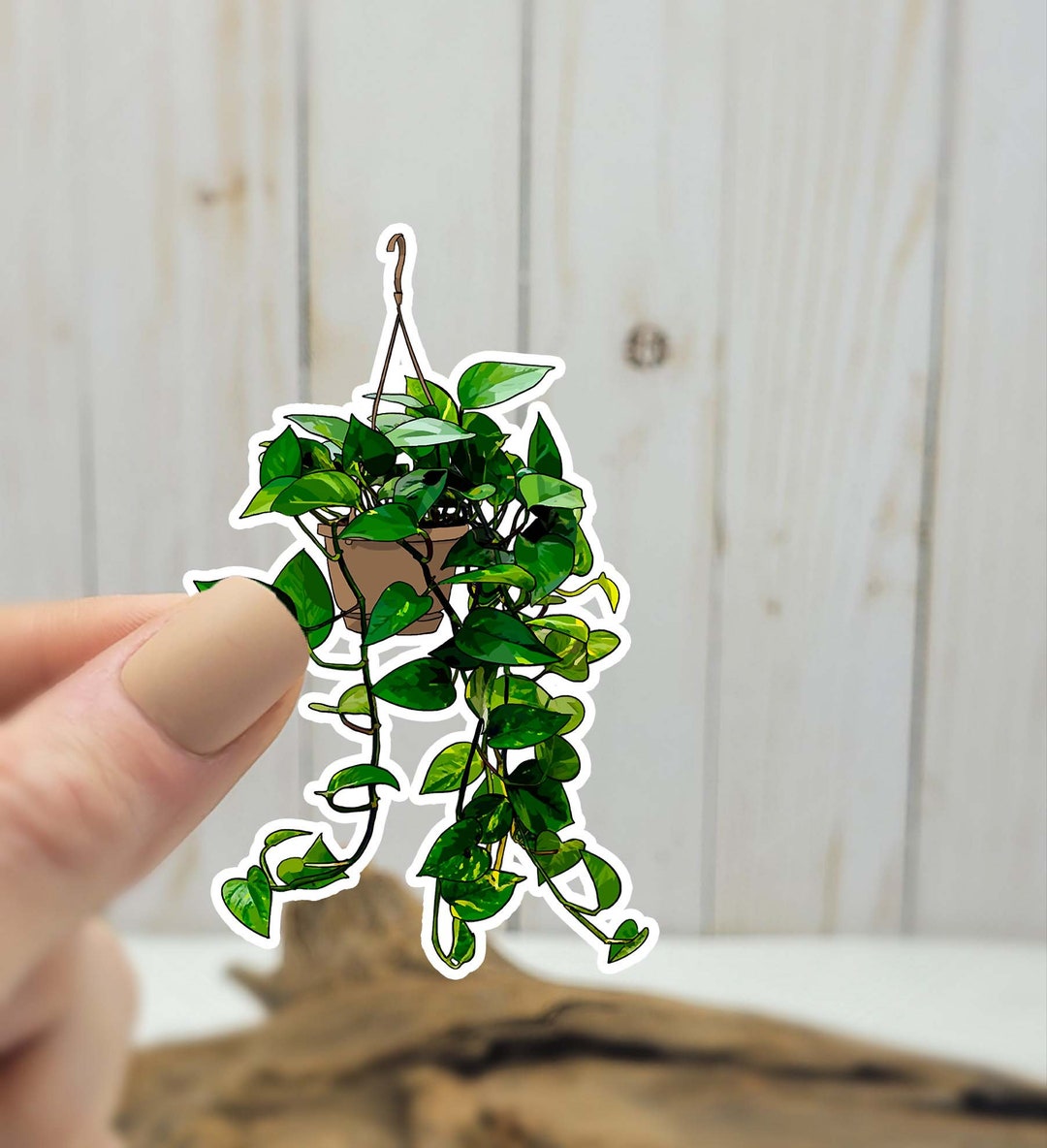 Hanging Pothos Plant Sticker || Water Bottle || Laptop Sticker - Etsy