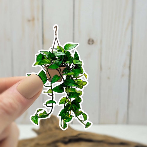 Hanging Pothos Plant Sticker Water Bottle Laptop Sticker - Etsy