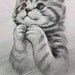 Cat Bundle - Etsy