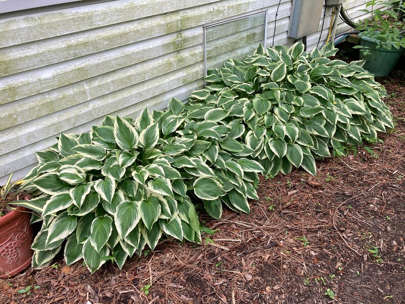 Hosta Plants, Green and White Variegated - Etsy