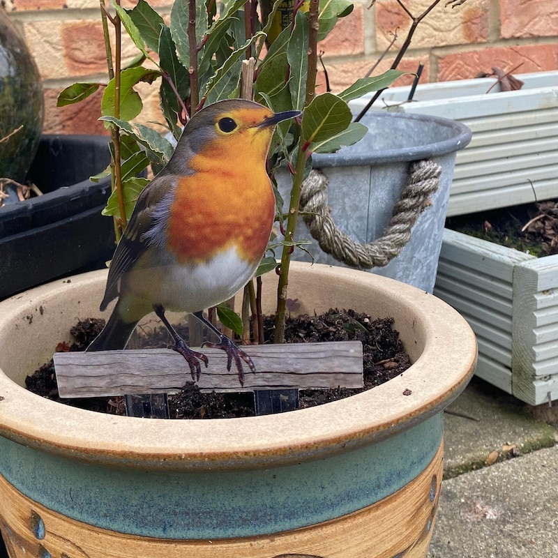 Robin Gifts - 60+ Gift Ideas for 2025