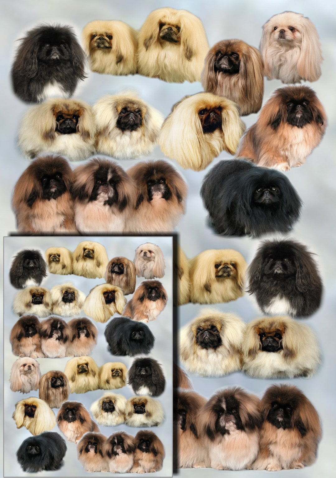 Pekingese / Peke Dog Gift Wrapping Paper With Matching Gift Card. Make ...