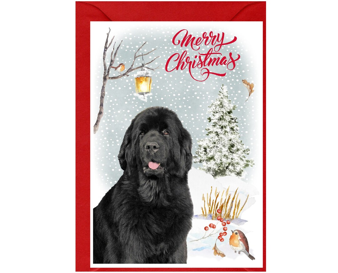 Newfoundland Dog Christmas Card (6" X 4") Blank Inside - With Envelope ...