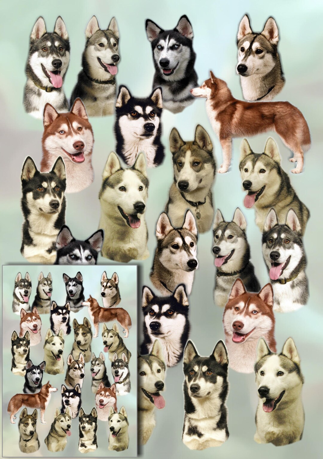Siberian Husky Dog Gift Wrapping Paper With Matching Gift Card. - Etsy