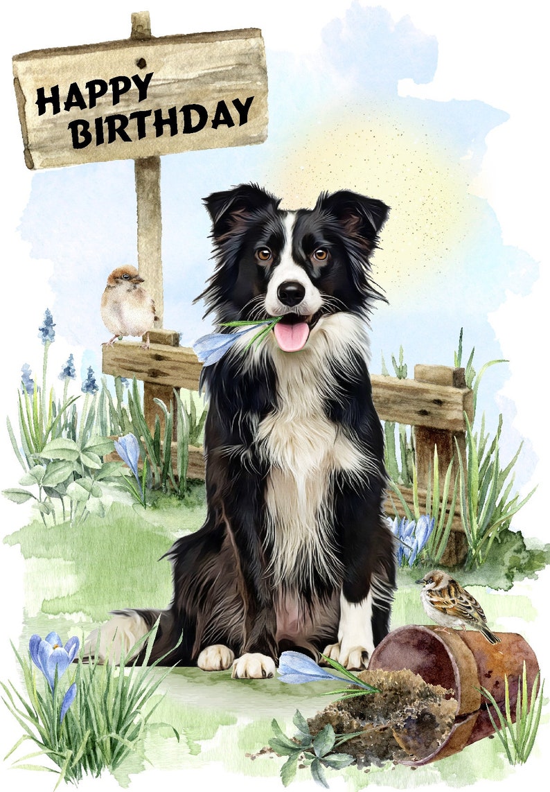Border Collie Dog happy Birthday Card 6 X - Etsy