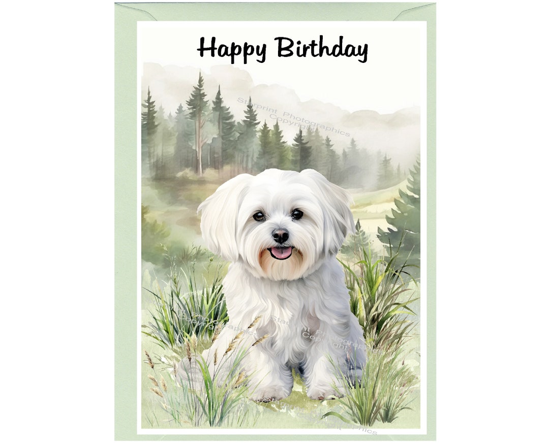 Maltese Dog "happy Birthday" Card (6"x 4") With Envelope. Blank Inside ...