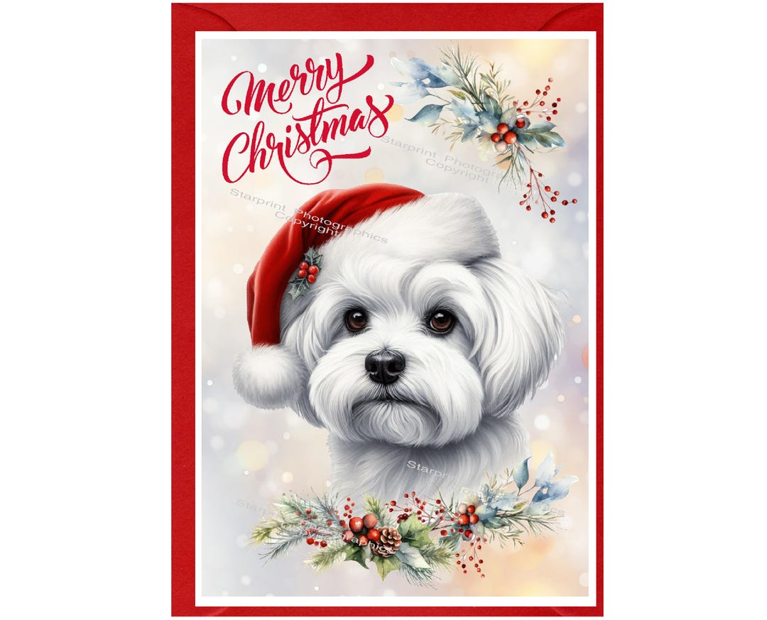 Maltese Dog Christmas Card 6 X 4 Blank Inside With Envelope. Perfect ...