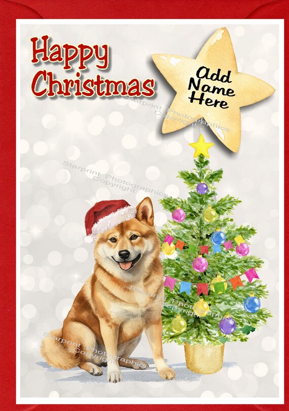 Shiba Inu Blanco Alles Over De Witte Shiba Inu (uitgebreid Artikel)
