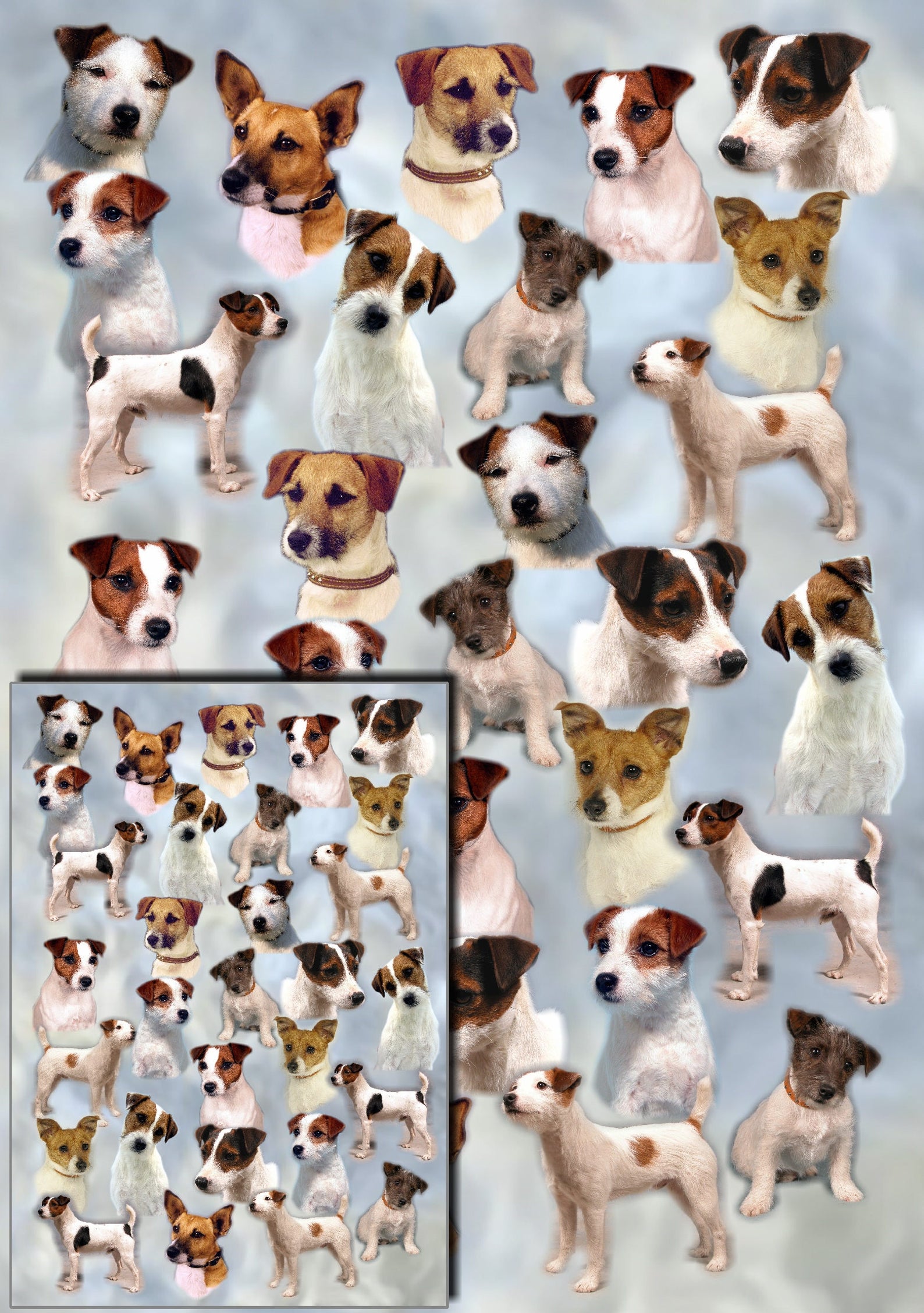 Parson Russell Terrier, Jack Russell, Dog Gift Wrapping Paper With ...