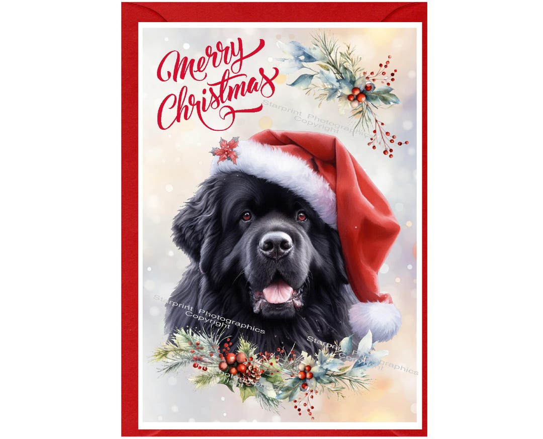 Newfoundland Dog Christmas Card (6" X 4") Blank Inside - With Envelope ...