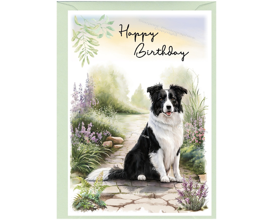Border Collie Dog "happy Birthday" Card (6" X 4") With Envelope - Blank ...