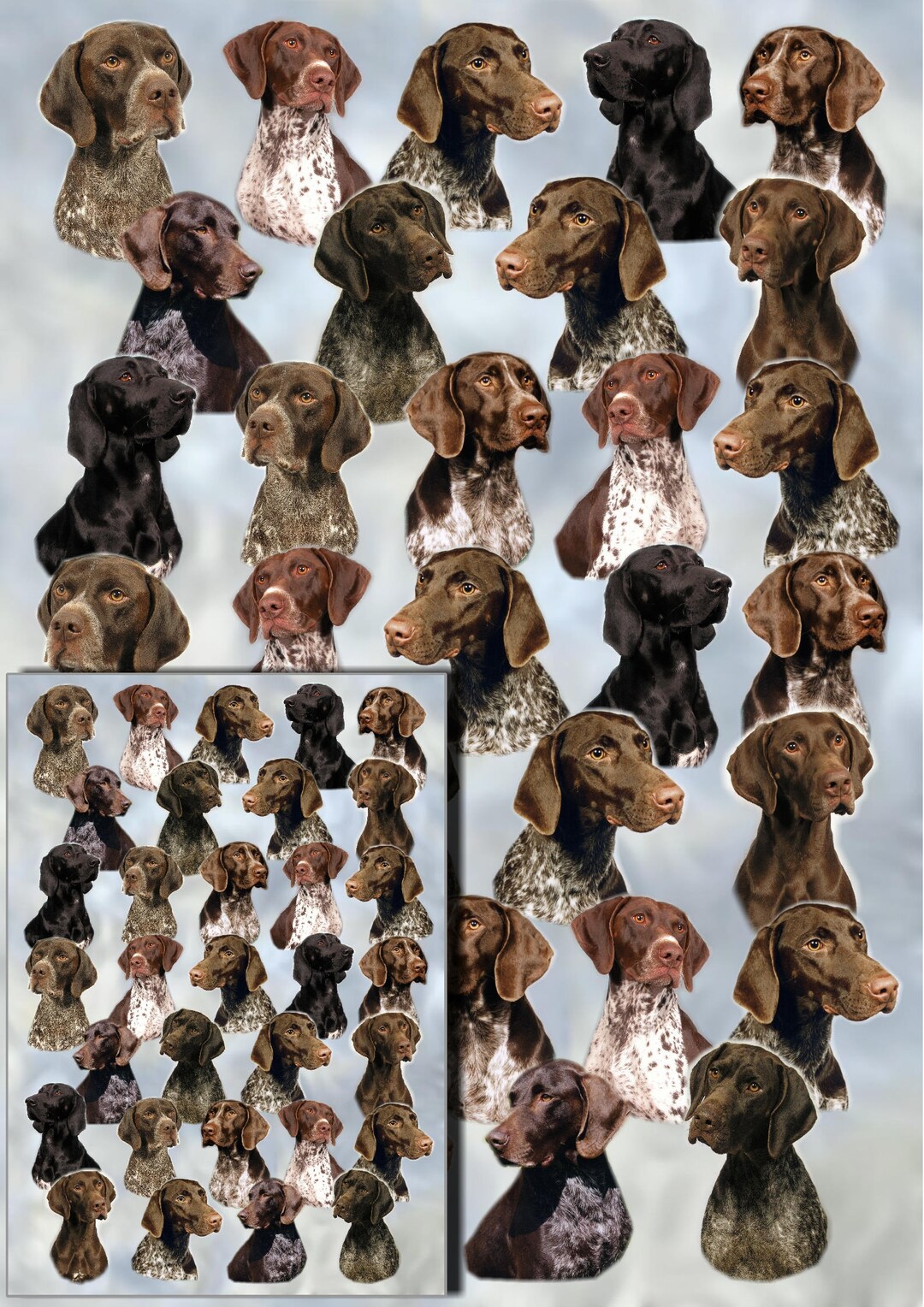 German Shorthaired Pointer, GSP, Dog Gift Wrapping Paper With Matching ...