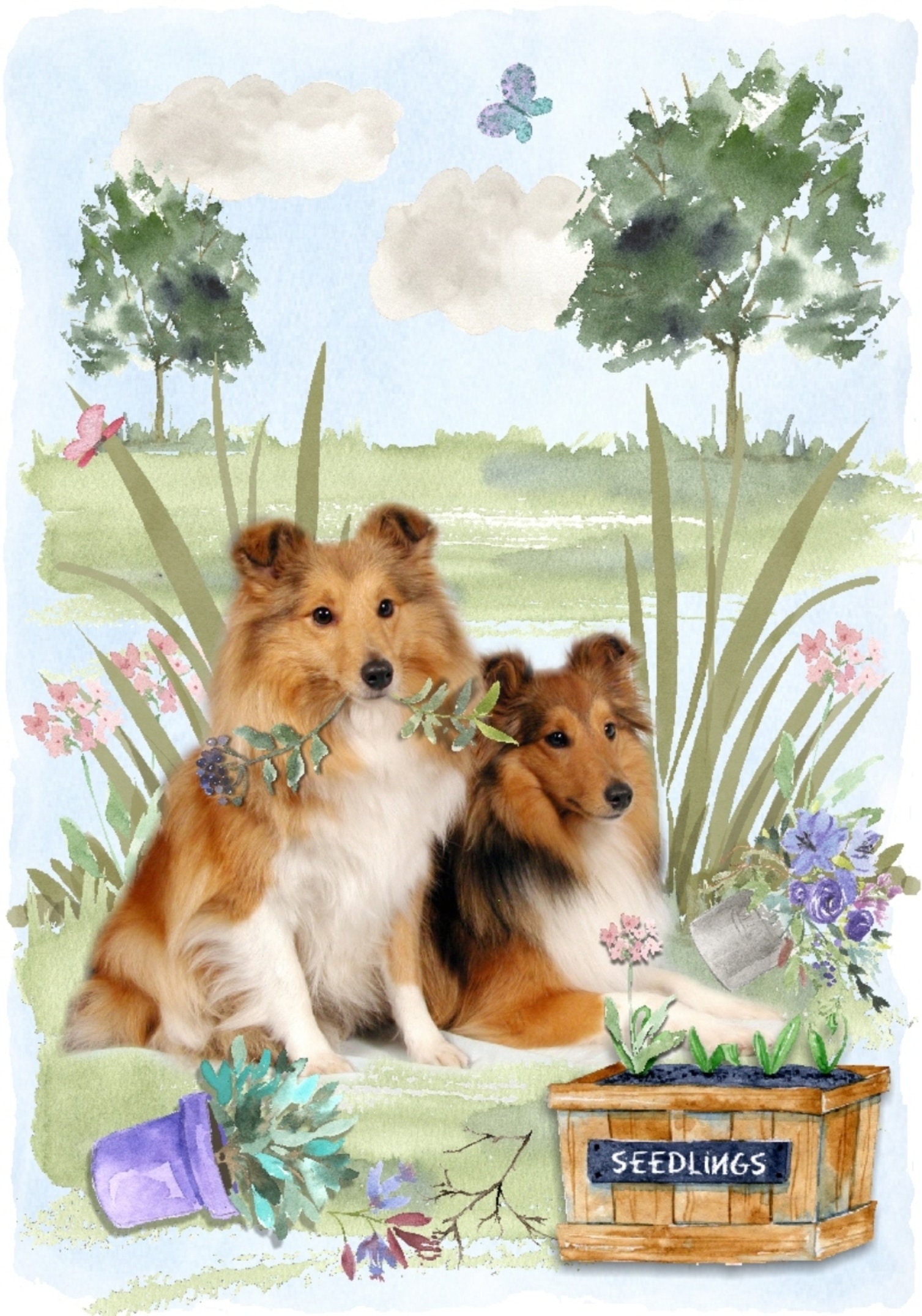 Shetland Sheepdog / Sheltie Dog Blank Card /notelet (6" X 4") With ...