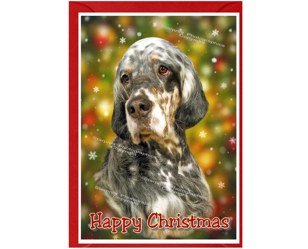English Setter Dog Christmas Card (6" X 4") Blank Inside - With ...