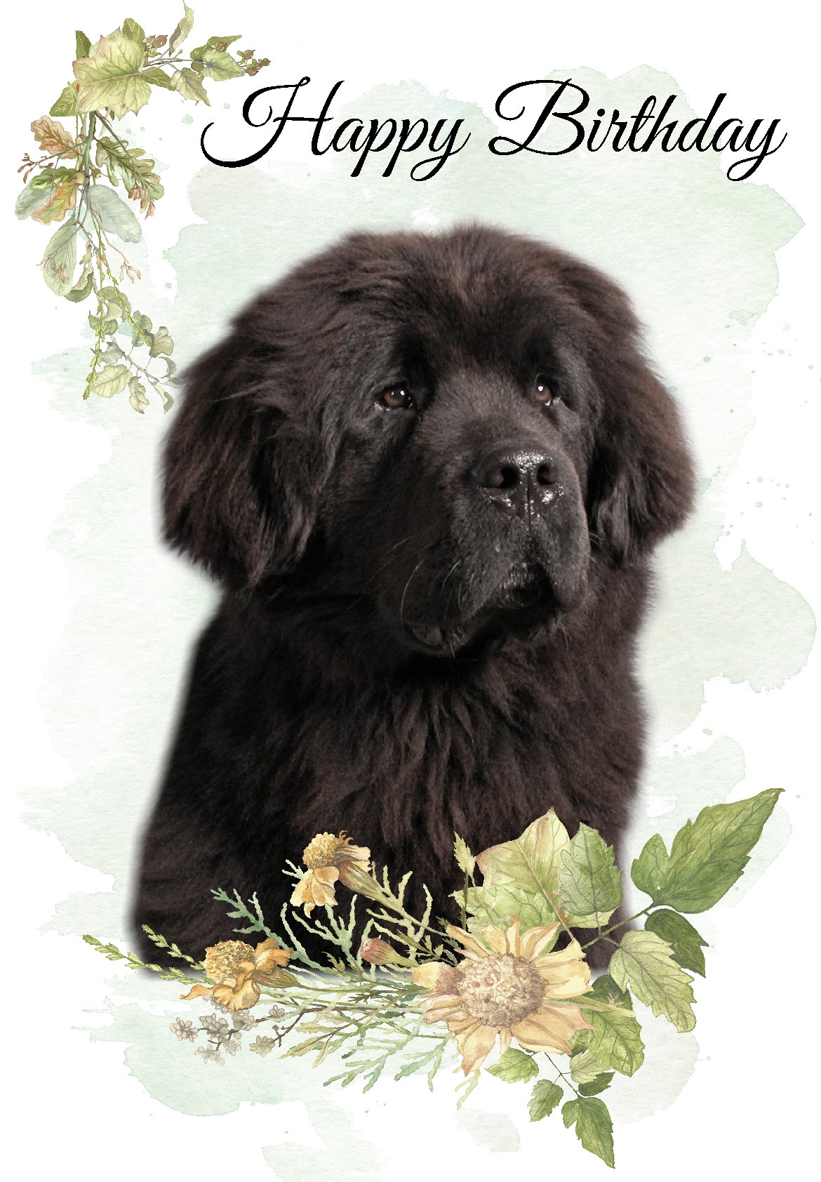 Newfoundland Dog "happy Birthday" Card (6"x 4") With Envelope. Blank ...