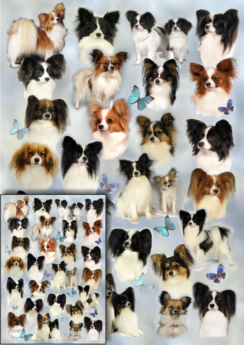 Papillon butterfly Dog Gift Wrapping Paper With Matching Gift Card. - Etsy