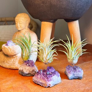 3 Small Amethyst Geode Crystal Air Plant Holder Birthday Gift for Her ...
