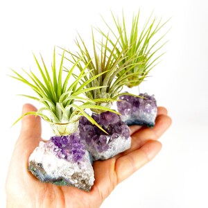 3 Small Amethyst Geode Crystal Air Plant Holder Birthday Gift for Her ...