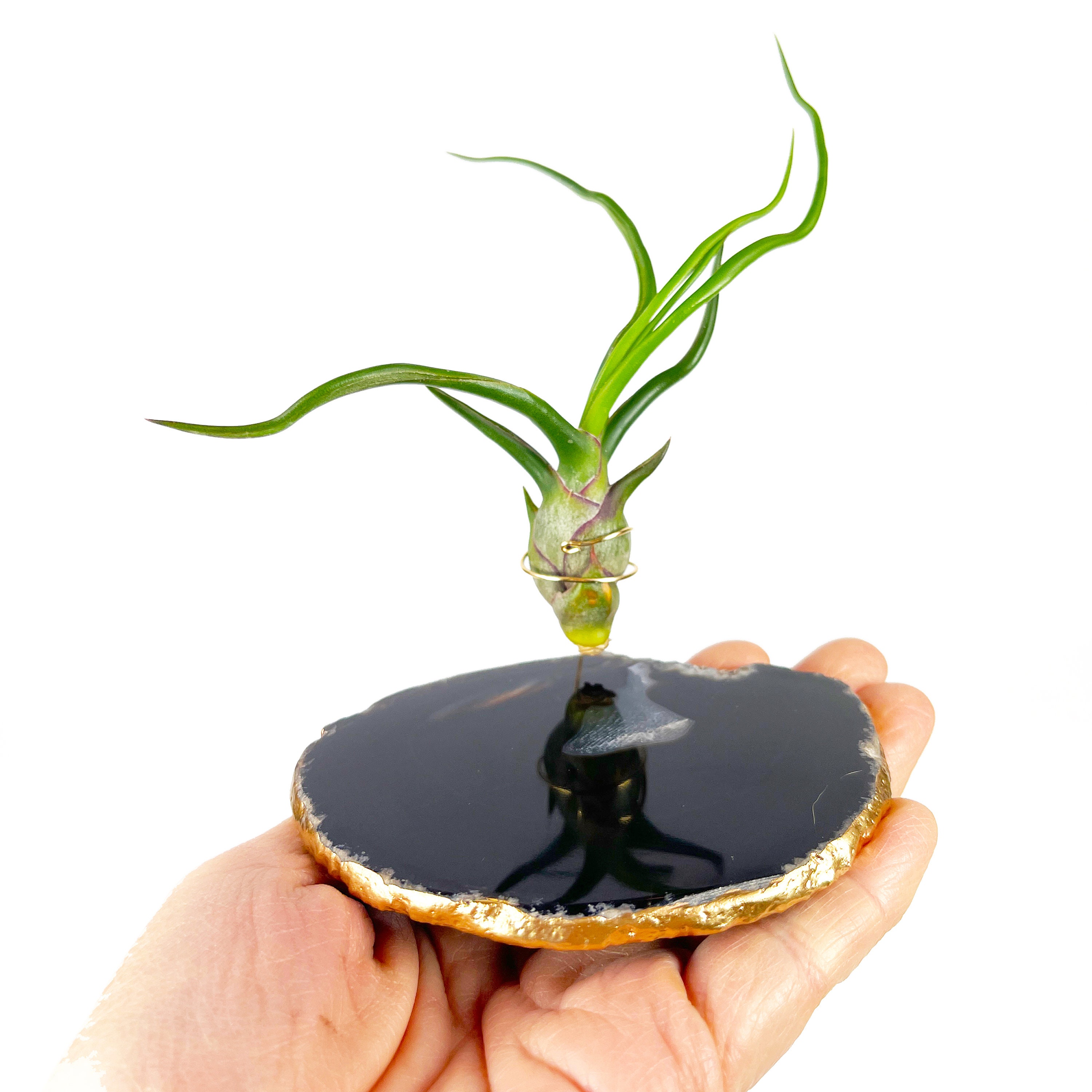 Black Agate Slice Air Plant Display Gift: Live Tillandsia and Care ...