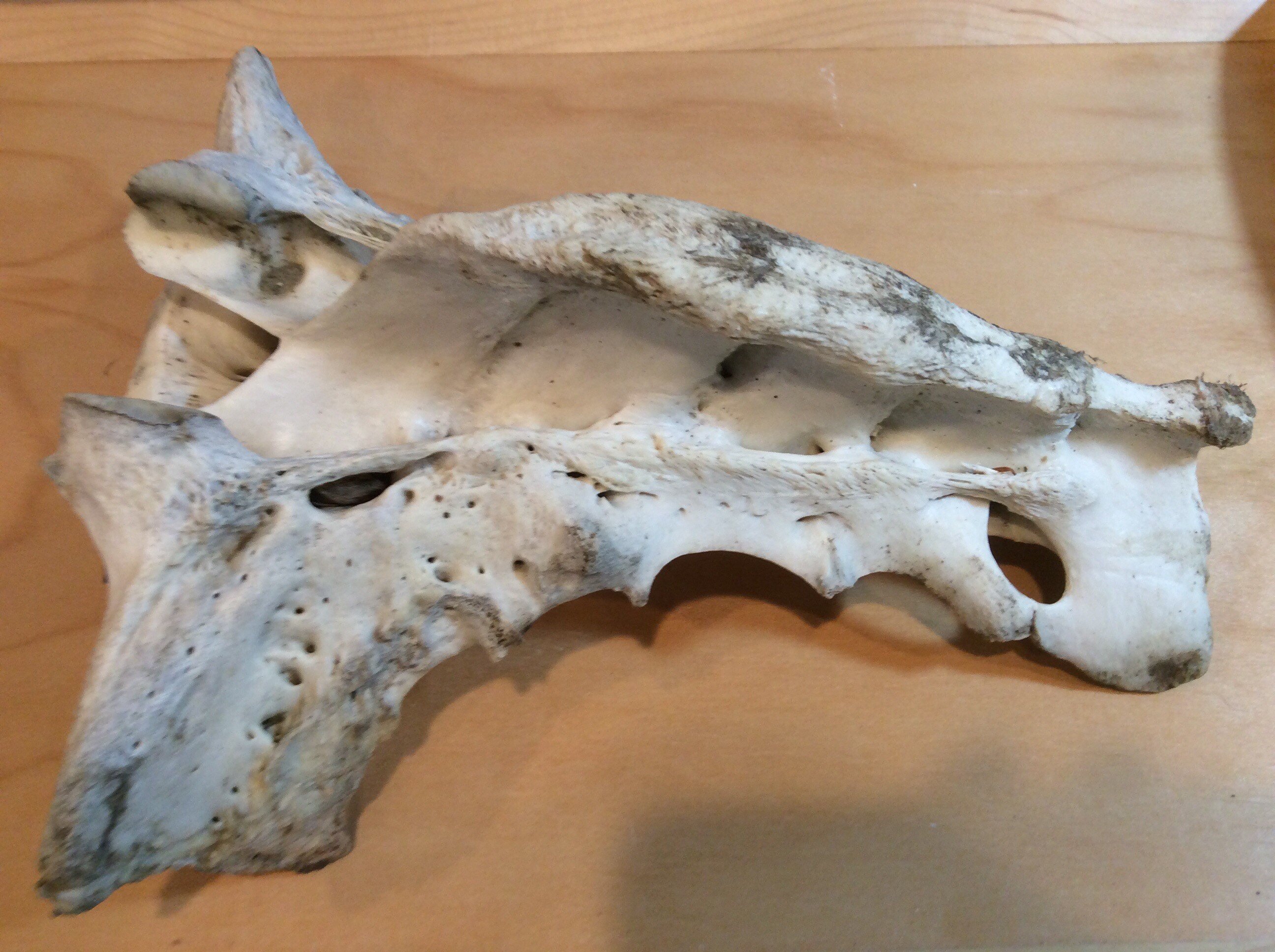 REAL Genuine Cow Spine Backbone Vertebrae Bovine Voodoo - Etsy