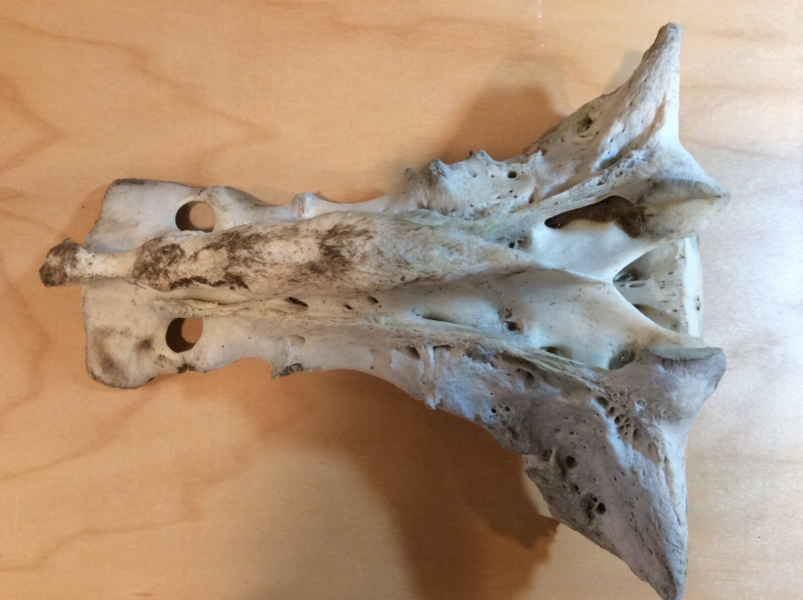 REAL Genuine Cow Spine Backbone Vertebrae Bovine Voodoo - Etsy