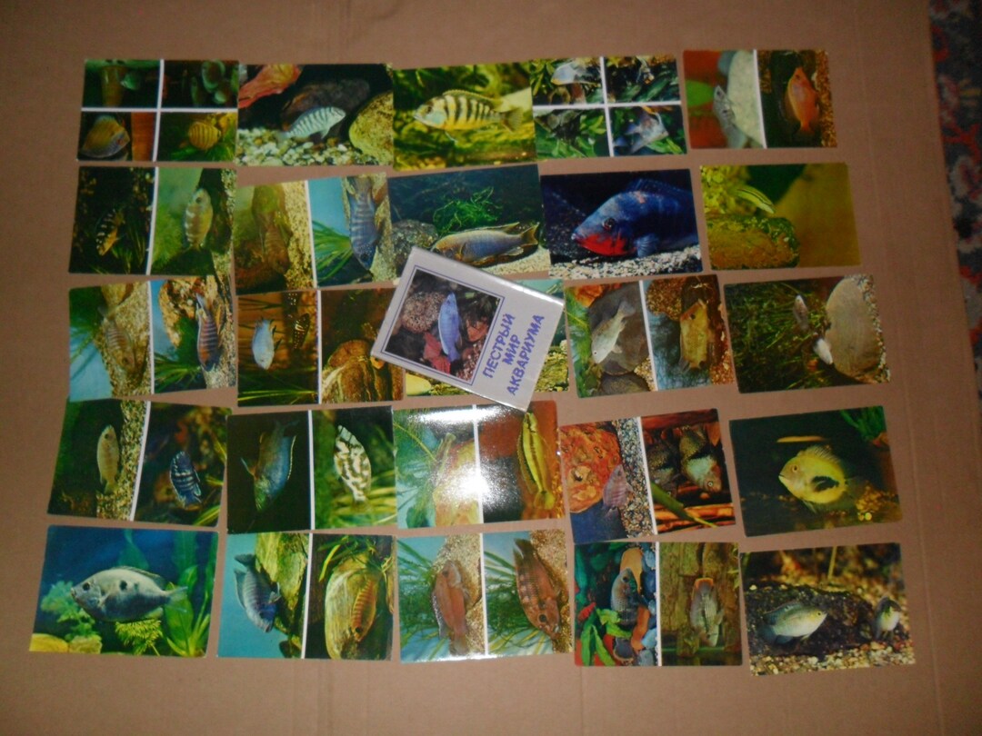 Aquarium Fishes. Vintage Full Set of Soviet Russian 25 Color Photo ...