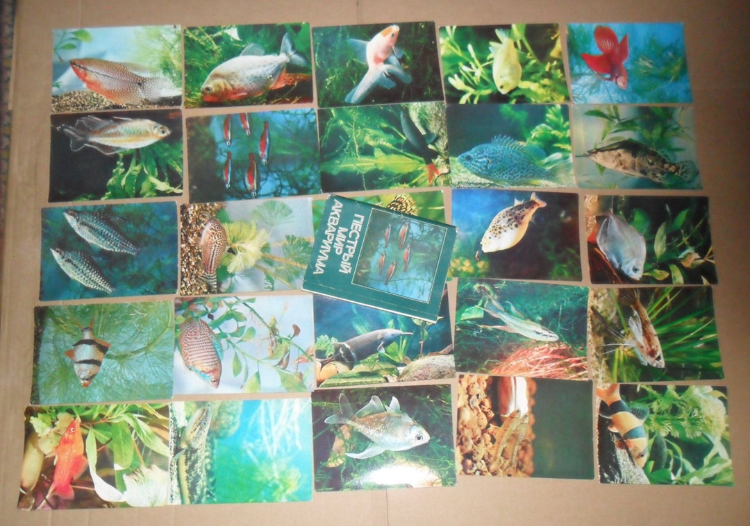 Aquarium Fish. Full Set of 25 Vintage Soviet Russian Photo Postcards ...