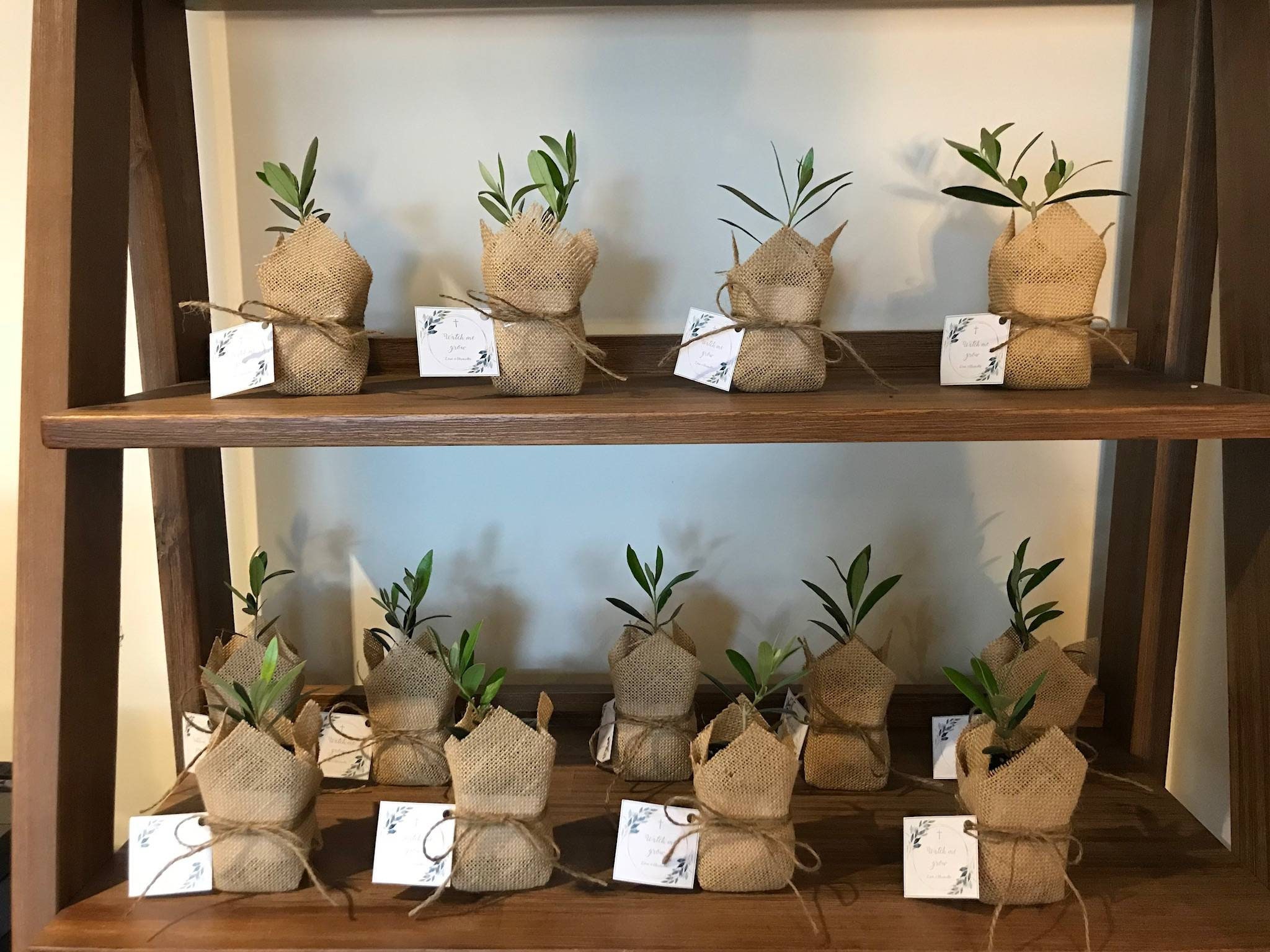 Olive Tree Wedding Favors: Eco-friendly Bonbonniere With Personalized ...