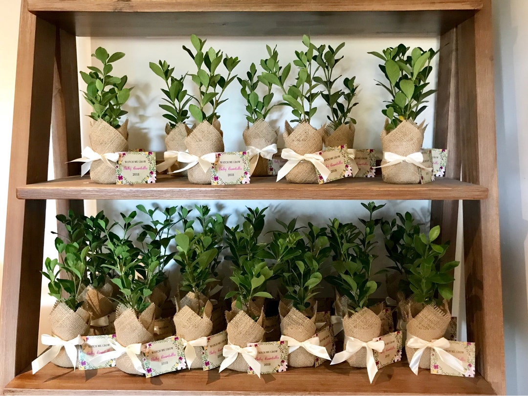 Plant Wedding Favours: Handmade Plant Gifts With Hessian Wrap - Bulk ...