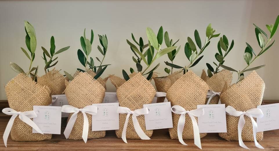 Olive Tree Wedding Favors: Eco-friendly Bonbonniere With Personalized ...