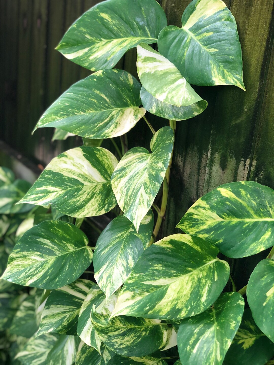 Golden Hawaiian Pothos, Devils Ivy, Epipremnum Aureum - Etsy