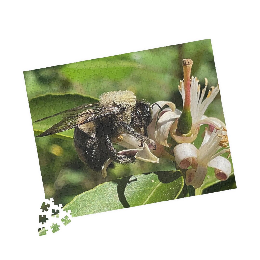 Bumble Bee Pollinating Lemon Blossom - Natural Pollinator Jigsaw Puzzle ...