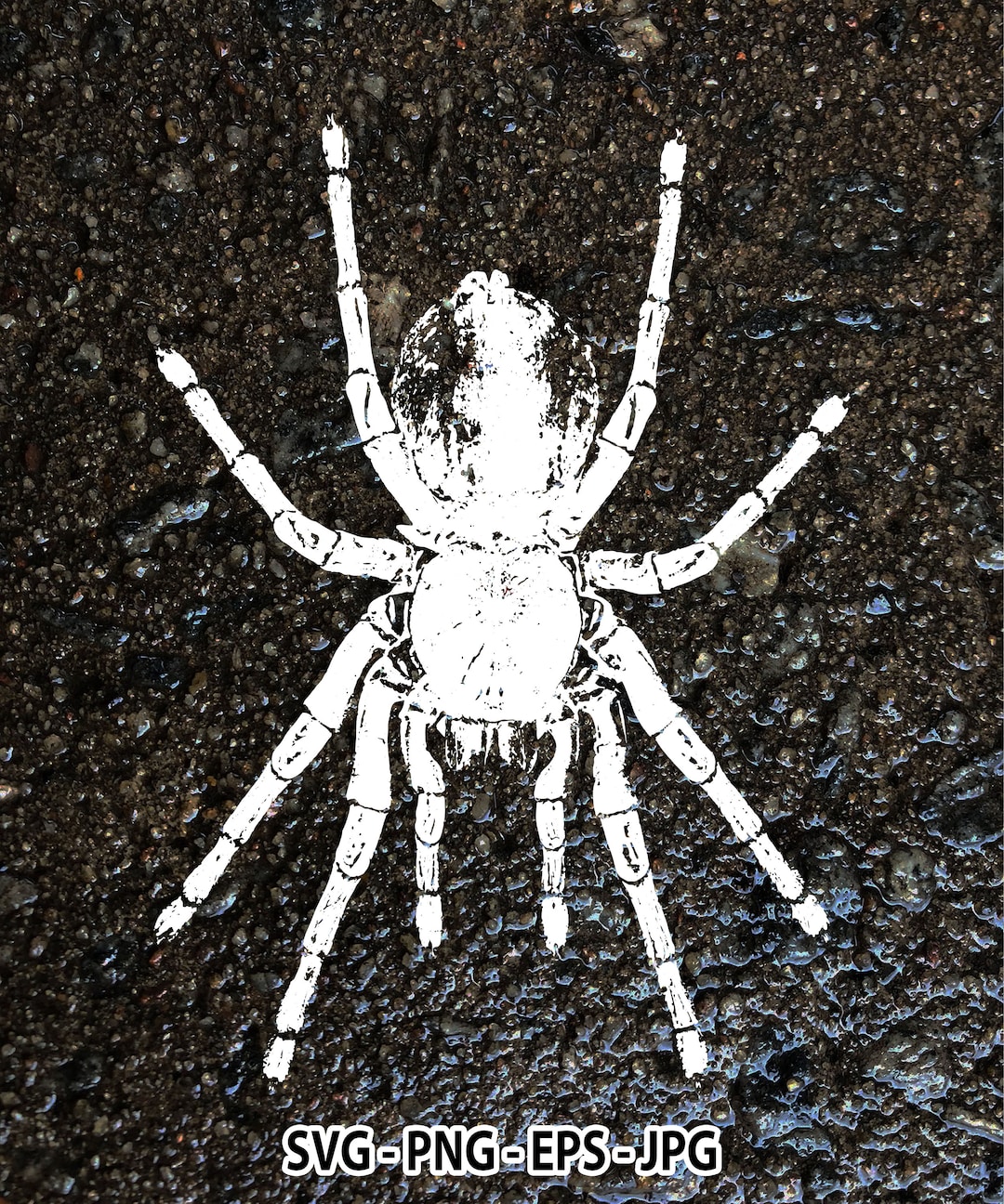 White Tarantula Spider SVG, Spider Clipart, Vehicle Decal, Digital ...