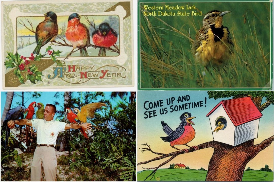 Vintage Bird Postcards Bundle 19 Printable Flamingos Parrots Wildlife ...