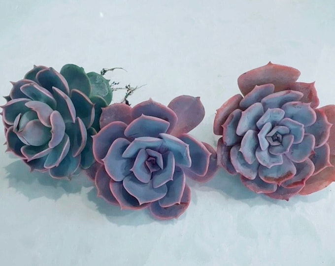 3 Purple Succulents With Roots - Etsy