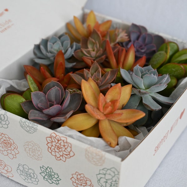 Succulent Box - Etsy