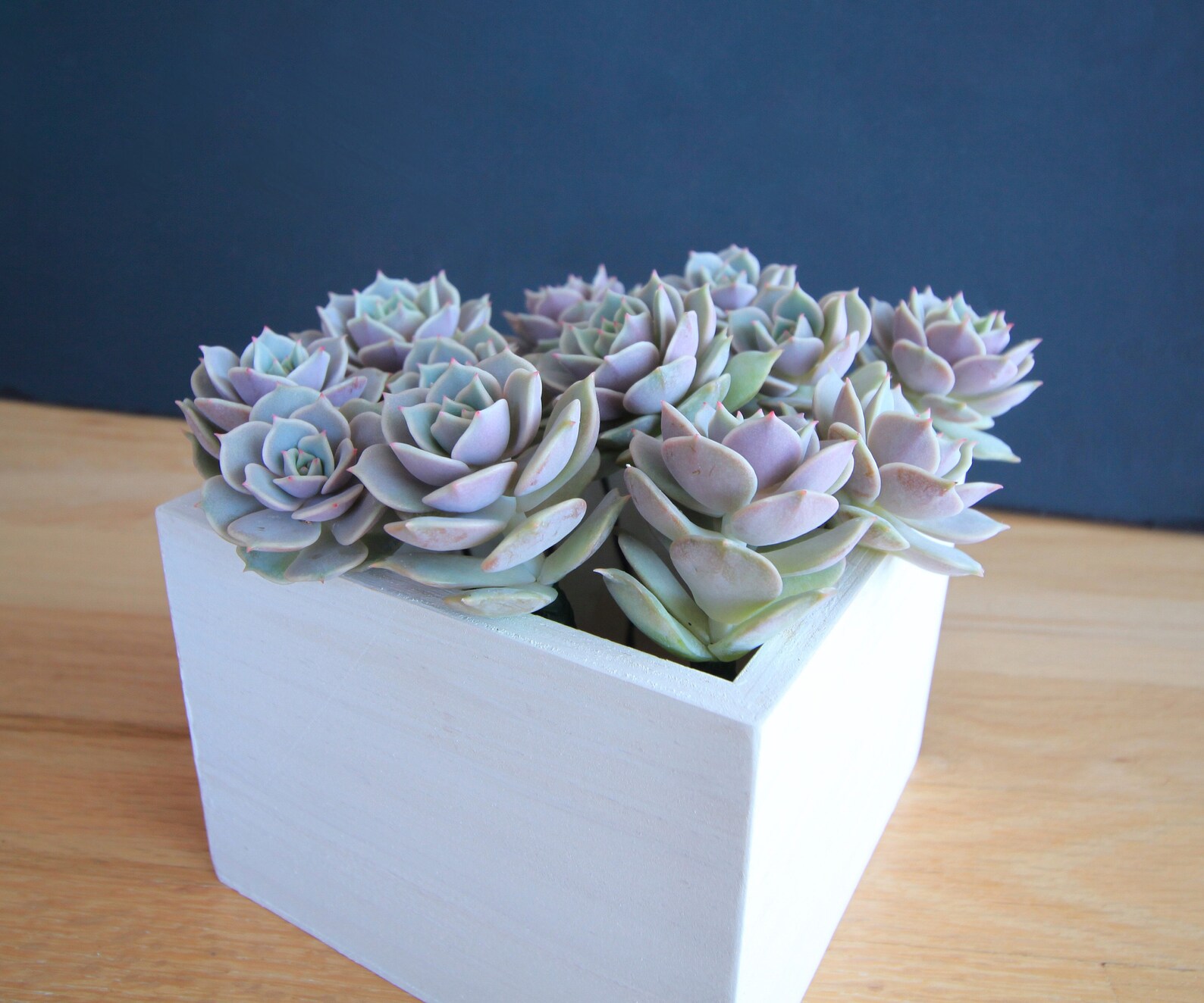 Lola Succulent Bouquet - Etsy