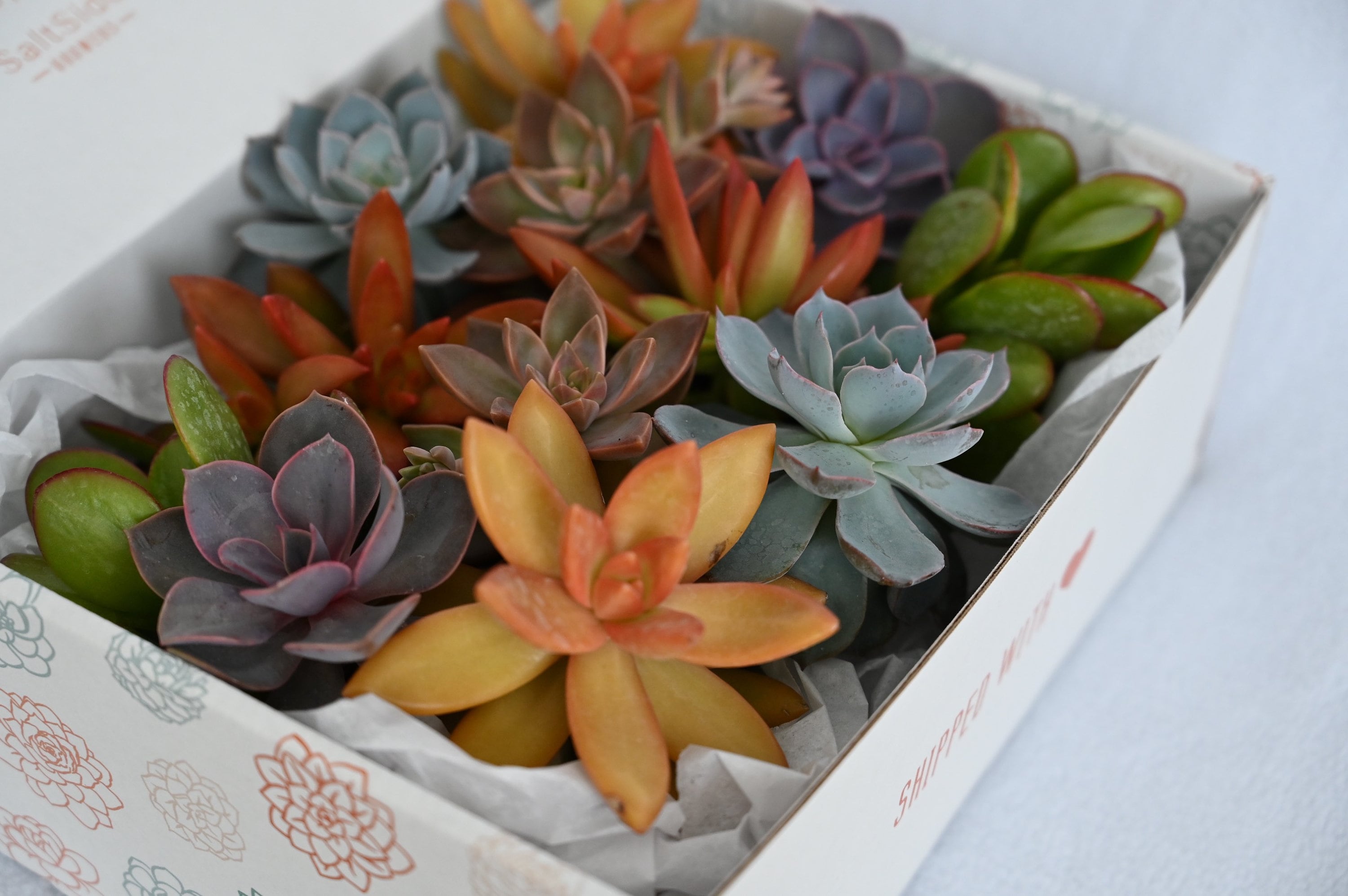 Large Succulent Cutting Gift Box | Etsy