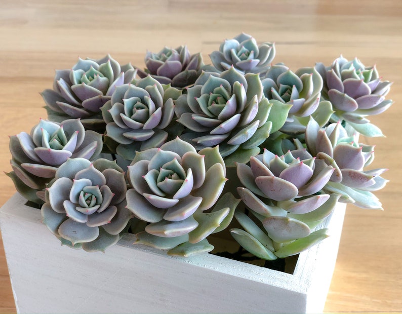 Lola Succulent Bouquet - Etsy