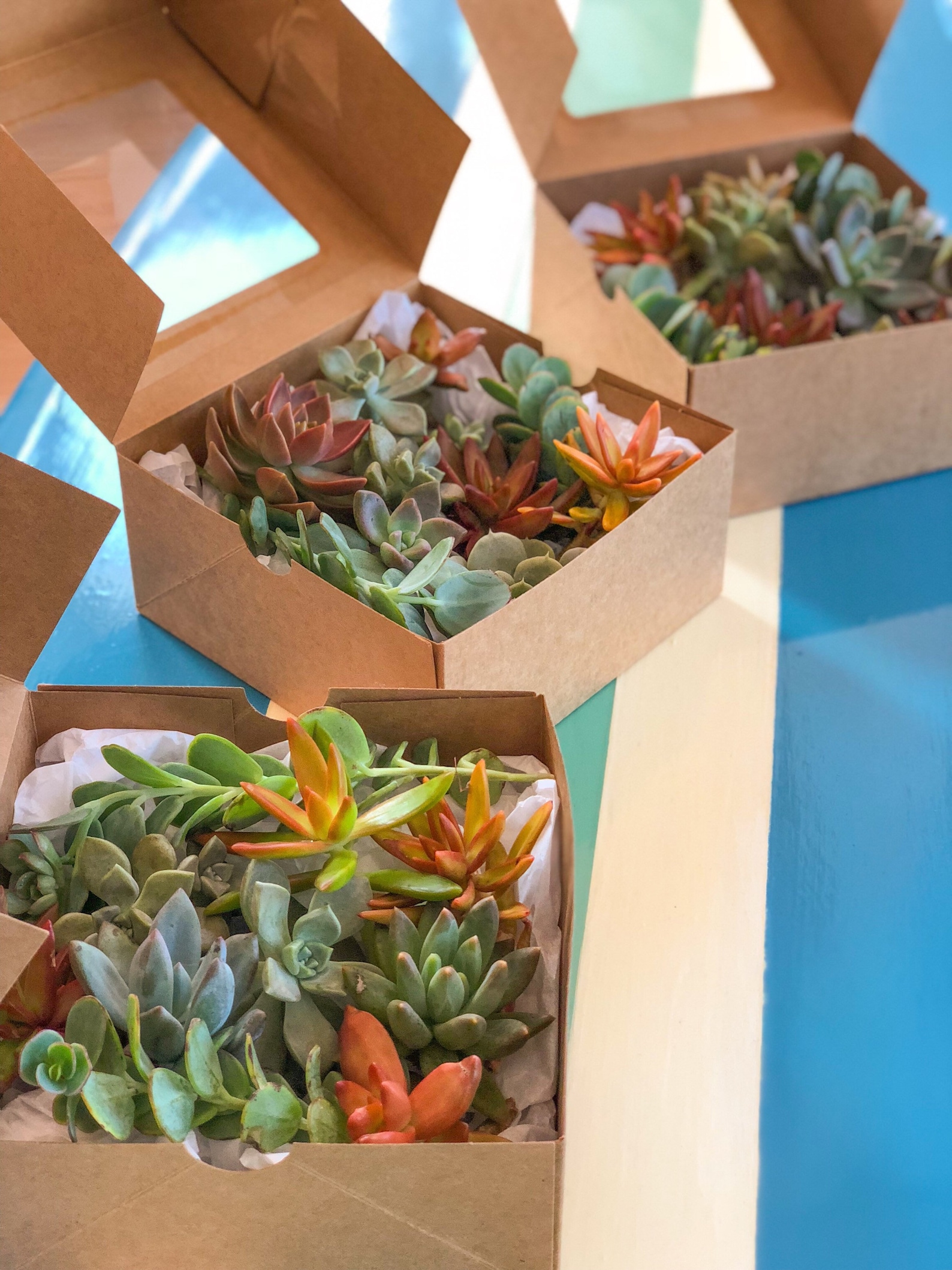 Succulent Gift Box Free Shipping | Etsy